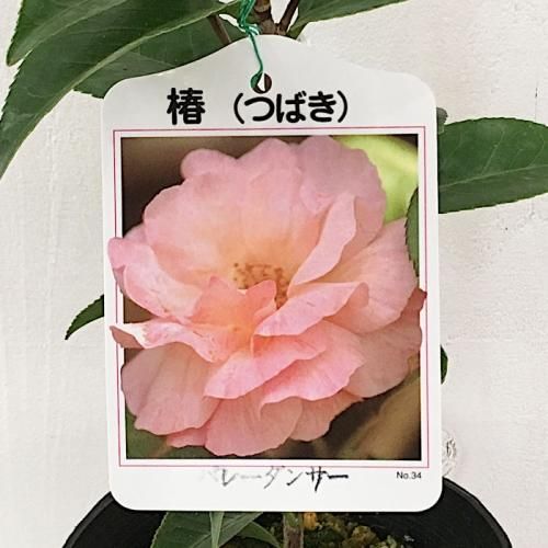 椿 苗木 バレエダンサー椿 13.5cmポット苗 バレーダンサー 椿 苗木 バレエダンサー椿 13.5cmポット苗 バレーダンサー